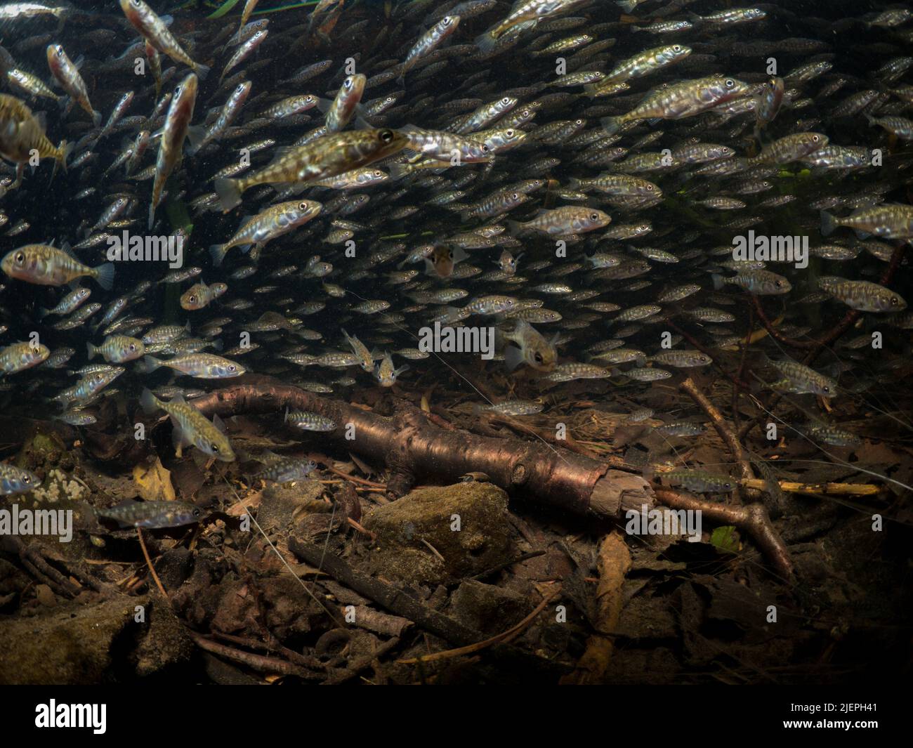 Three spined sticklebacks, hi-res stock photography and images - Alamy