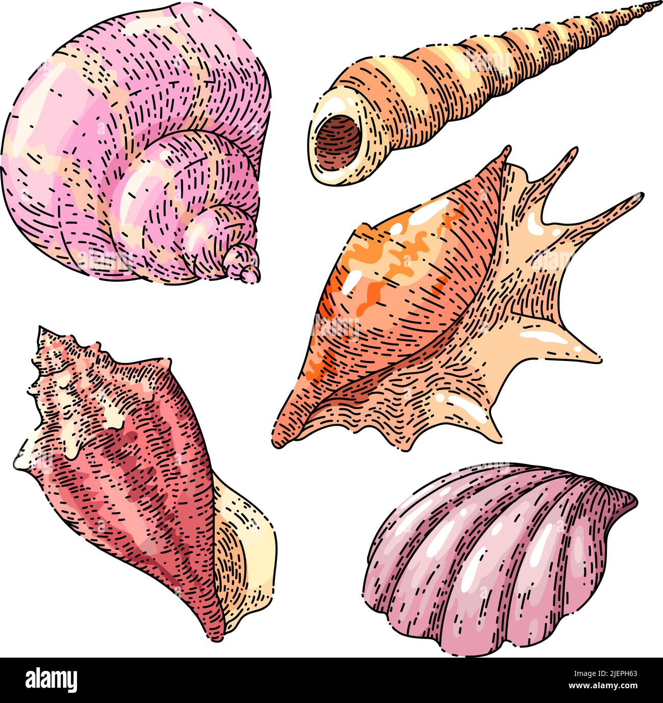 Coral scalop Stock Vector Images - Alamy