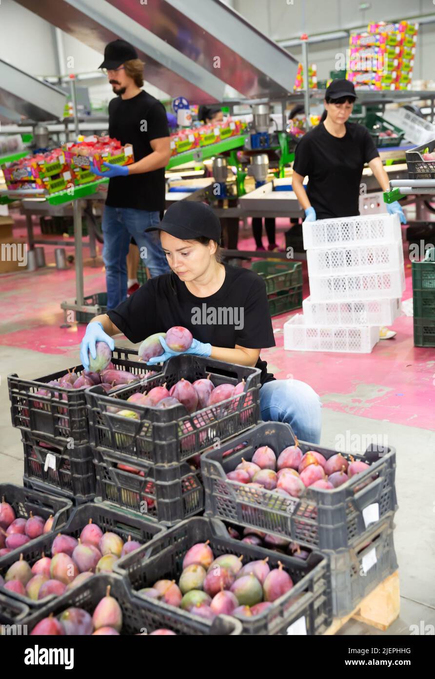 Woman worker inspects mango fruits Stock Photo - Alamy