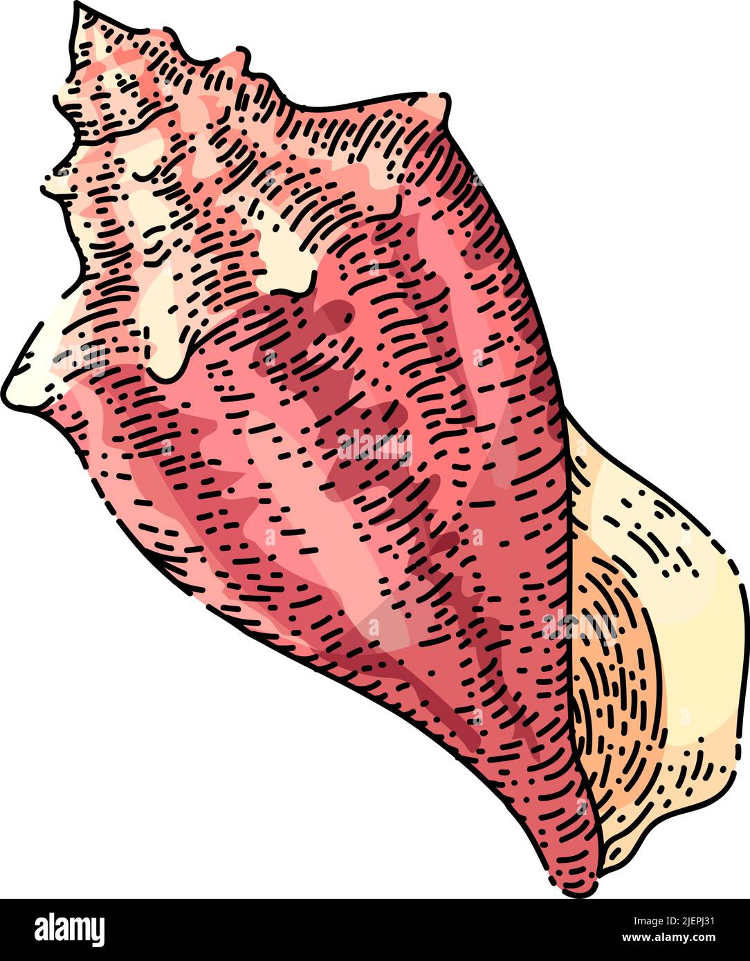 shell sea sketch hand drawn vector Stock Vector Image & Art - Alamy