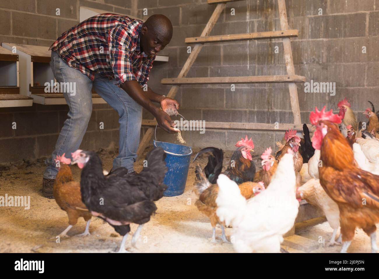 African american male farmer with bucket feeding chickens at the farm ...