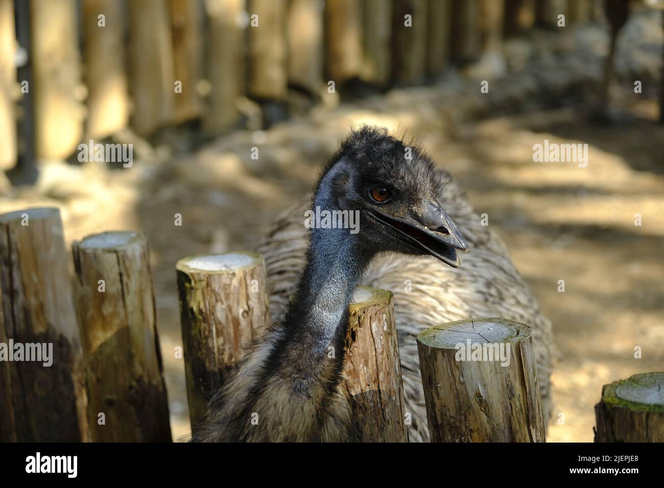 Featherless Emu