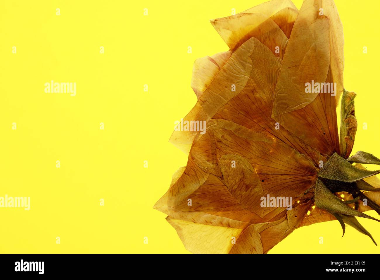 Dried out maple leaf hi-res stock photography and images - Alamy