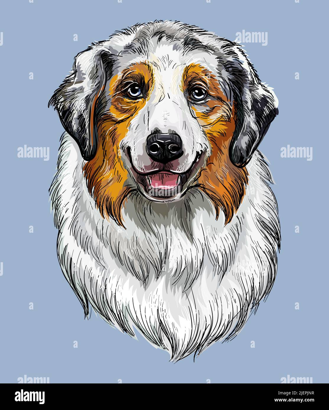 Australian Shepherd hand drawing dog vector isolated illustration on ...