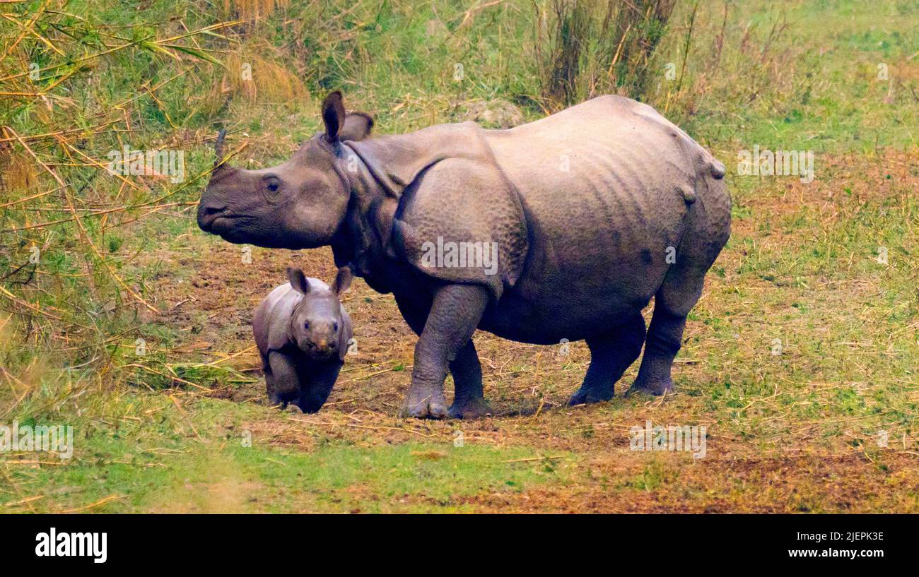 Greater One-horned Rhinoceros, Indian Rhinoceros, Asian Rhino ...