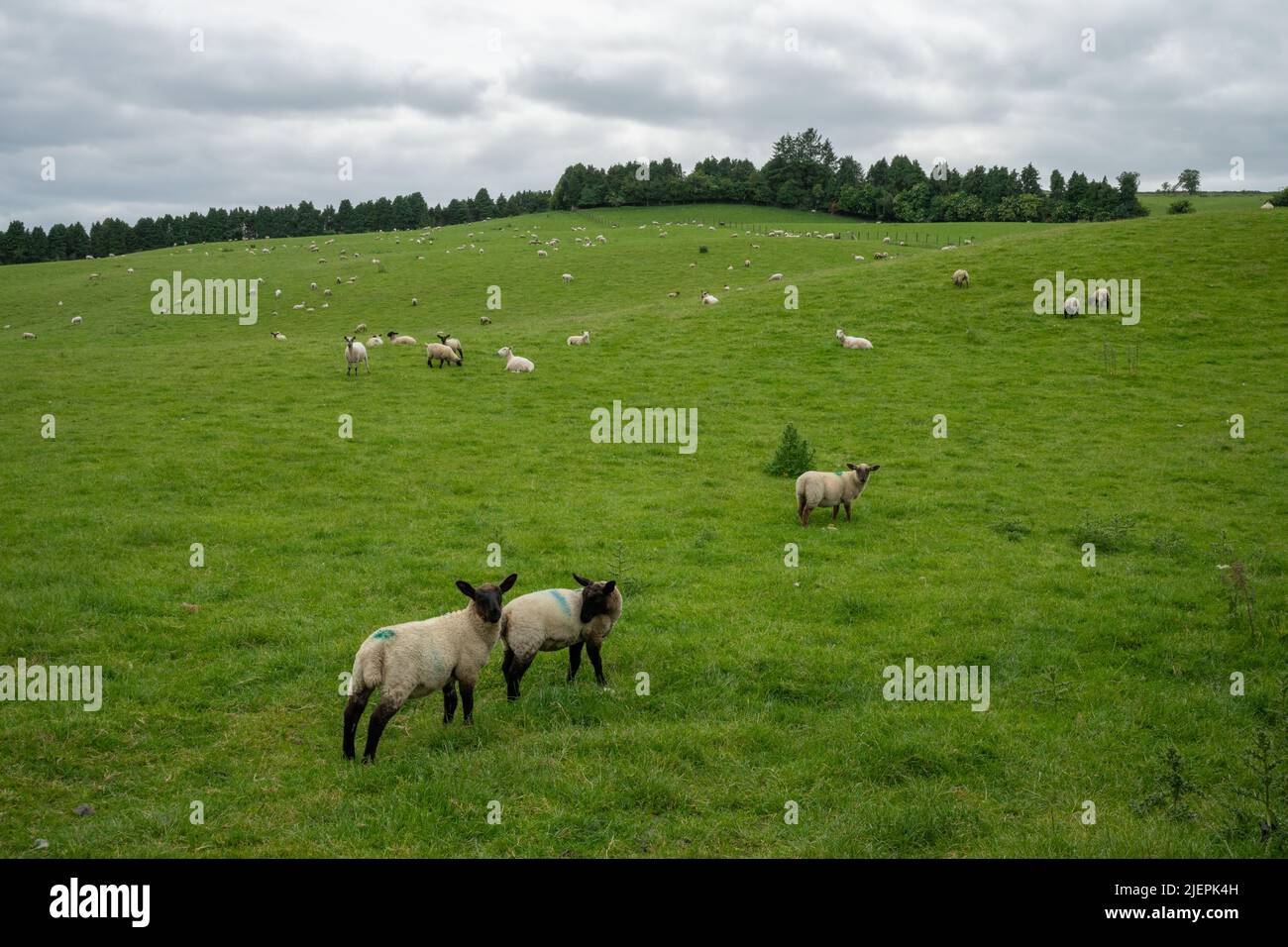 Sheep with black legs and head stand on the grass of a green pasture in ...