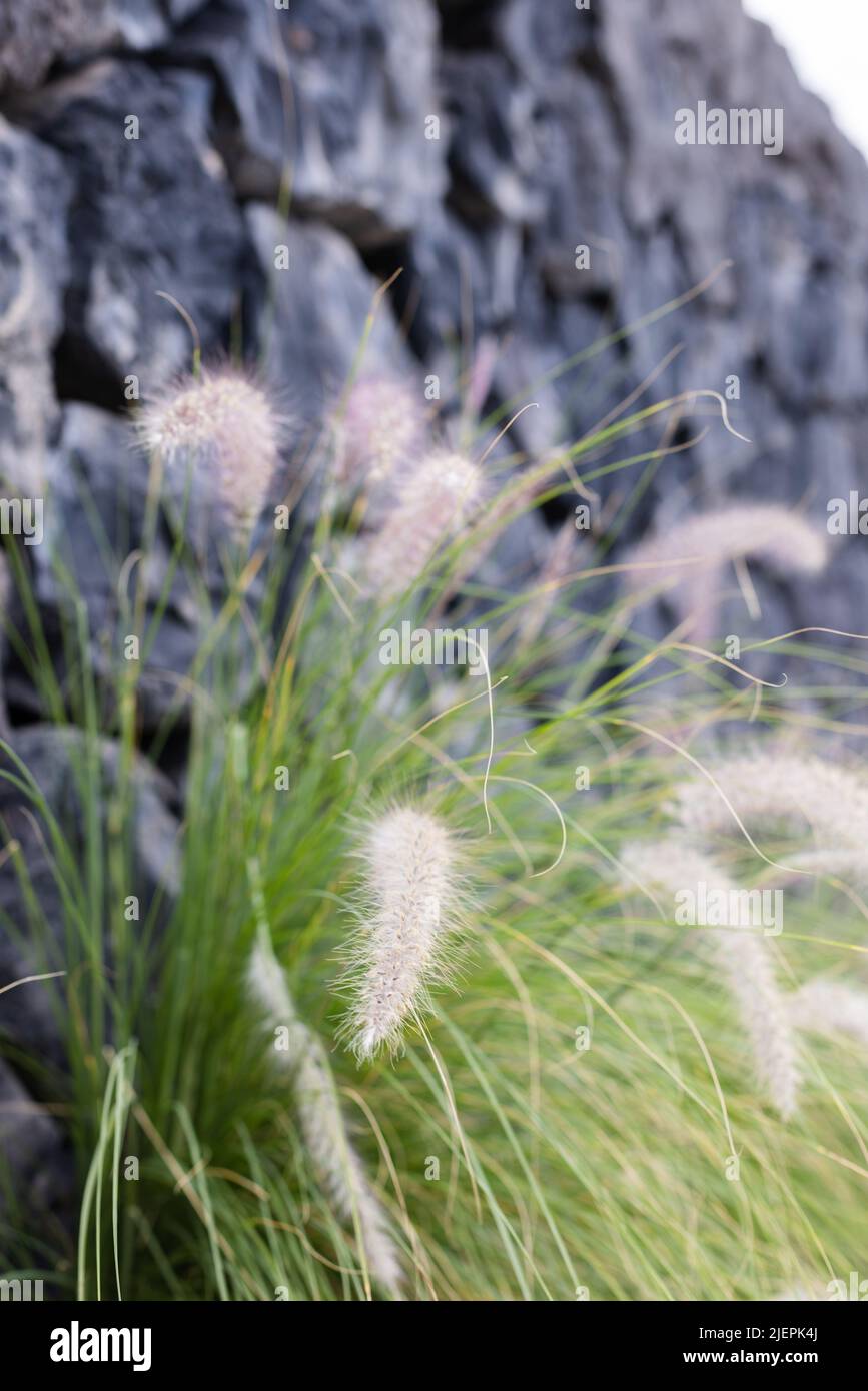 Closeup blurred shot of fluffy grass ears in front of black stone wall ...
