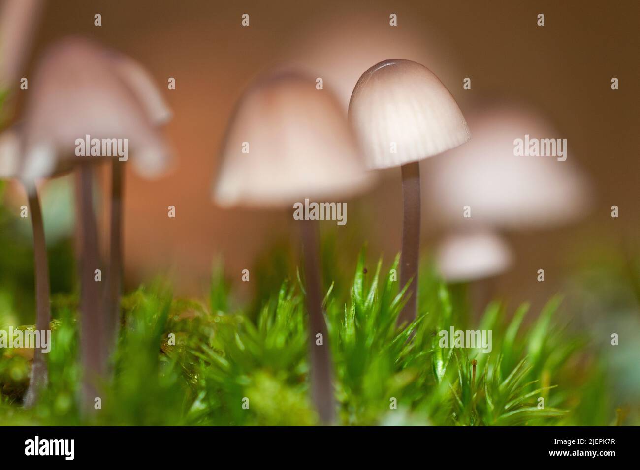 Mushroom; Wild; Spore; Autumn; Fungus; Dangerous; Toxic; Organic ...