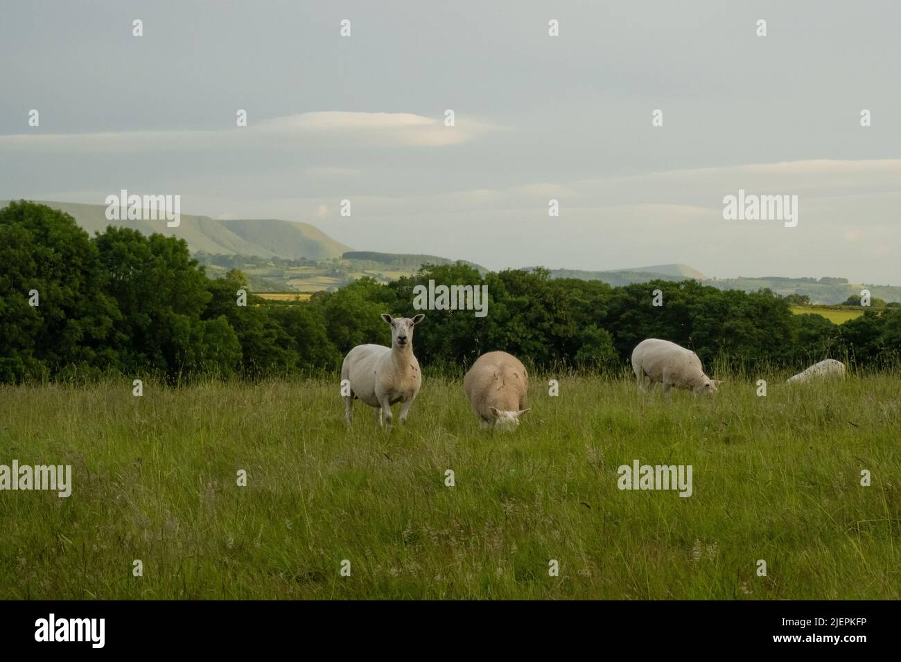 Sheep stare at camera while grazing at a green field in Wales Stock ...