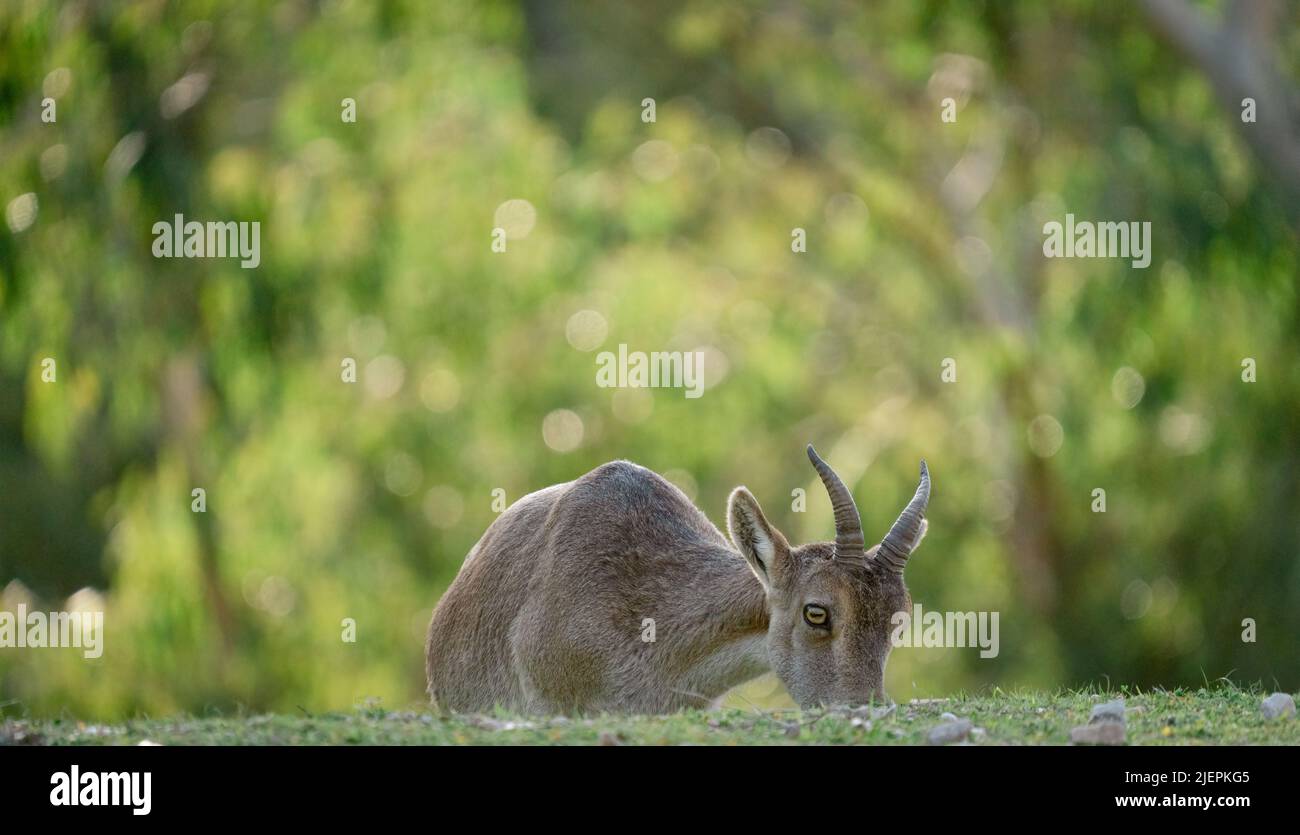 Goat front view grazing over the hill Stock Photo - Alamy