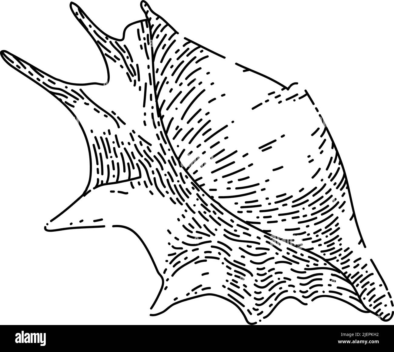 shell sea sketch hand drawn vector Stock Vector Image & Art - Alamy