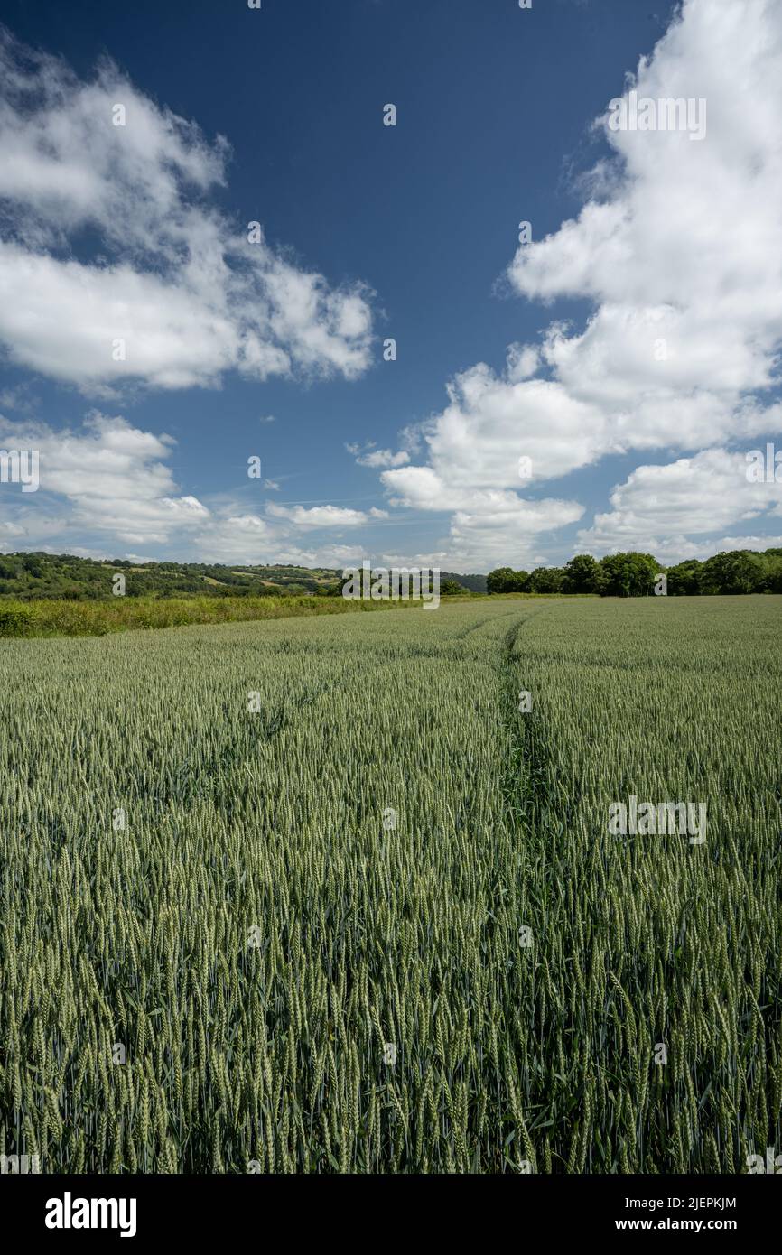 Barley crop with tractor lines in the field under blue sky and clouds ...