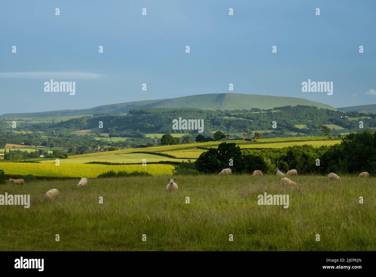 Sheep stare at camera while grazing at a green field in Wales Stock ...