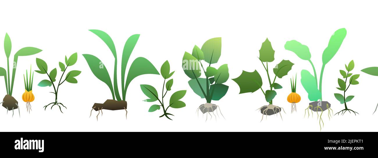 Seedling garden plants with roots. Sowing agricultural material. Bottom ...