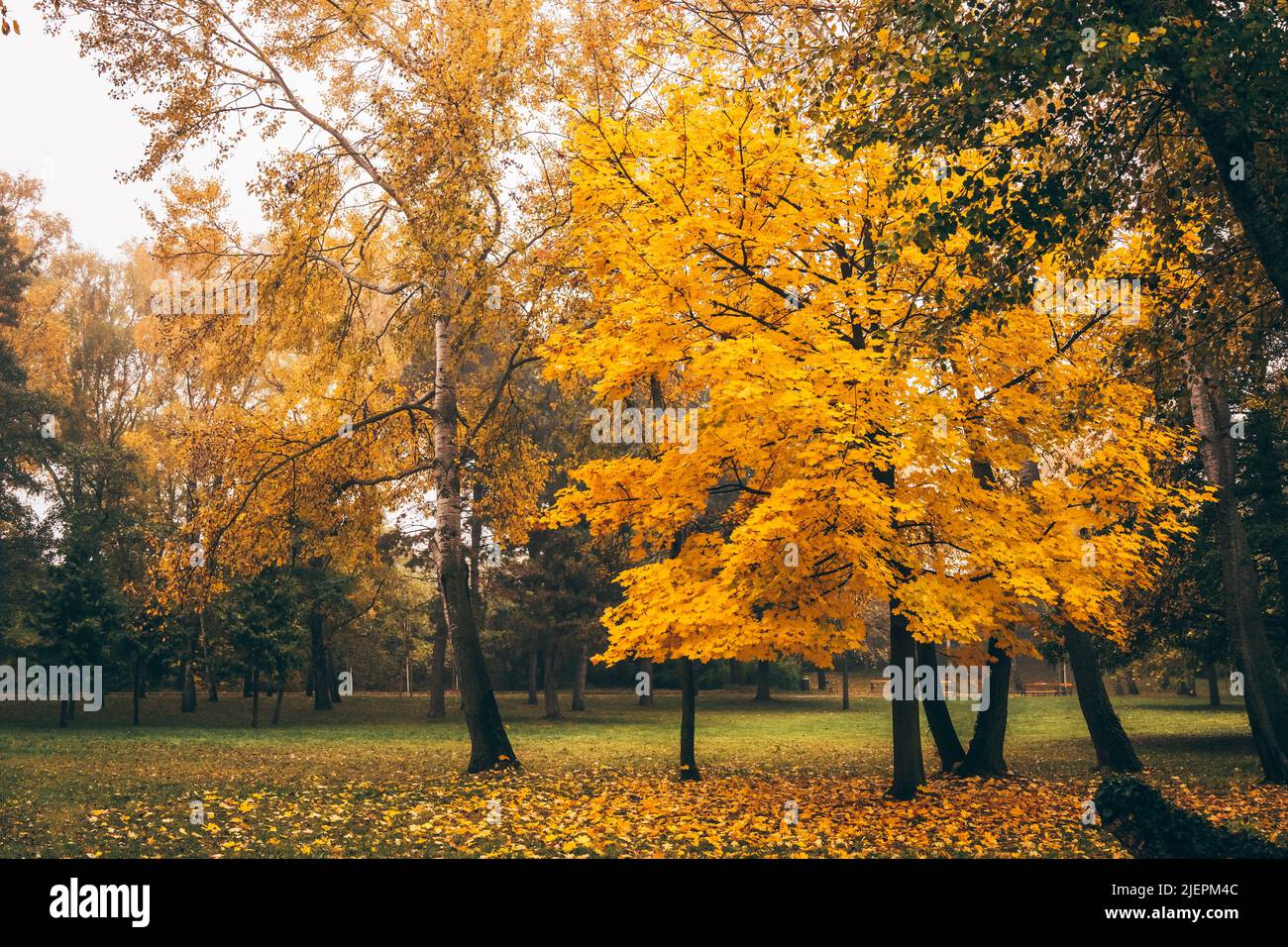 Beautiful golden trees in a park during morning hours. Nature ...
