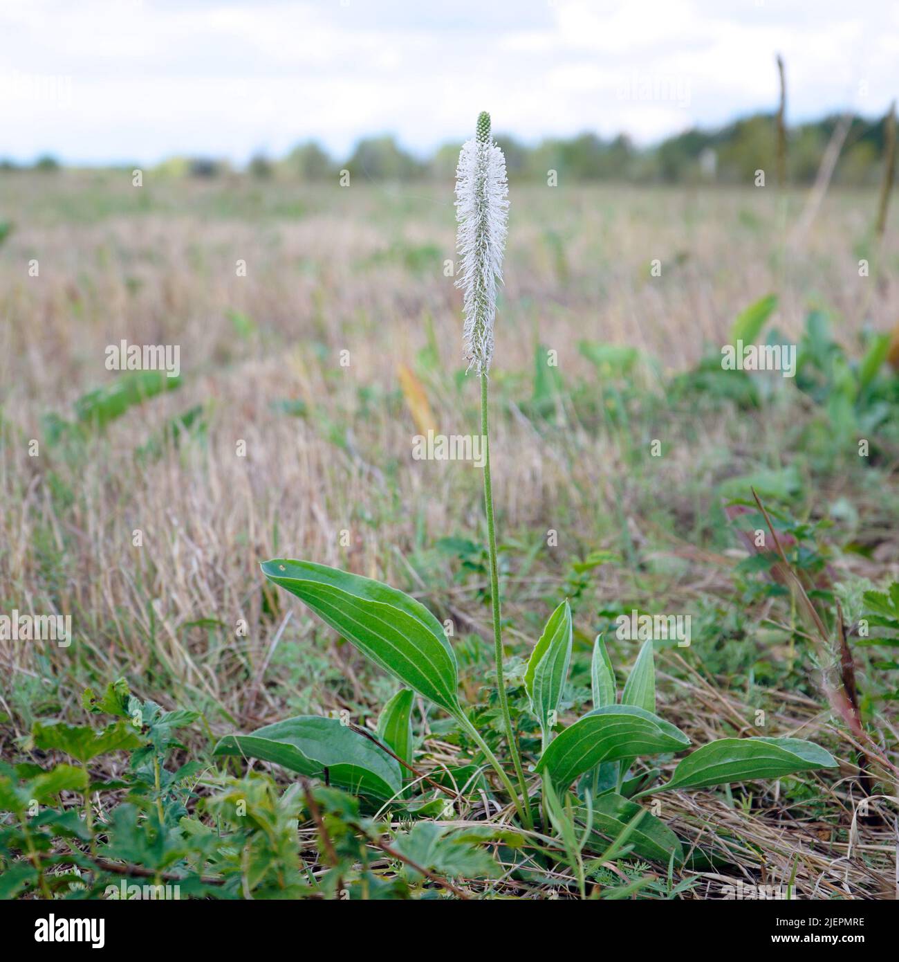 Plantago maxima hi-res stock photography and images - Alamy