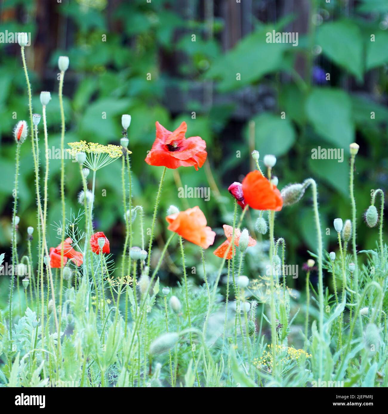 Red poppy flowers on the garden bed Stock Photo - Alamy