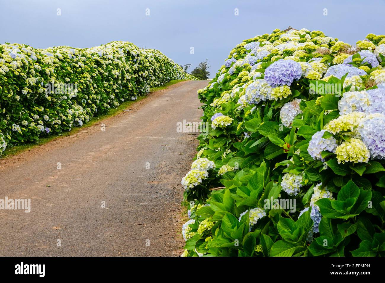 A country road framed by Hydrangea flowers near Agualva, Terceira ...