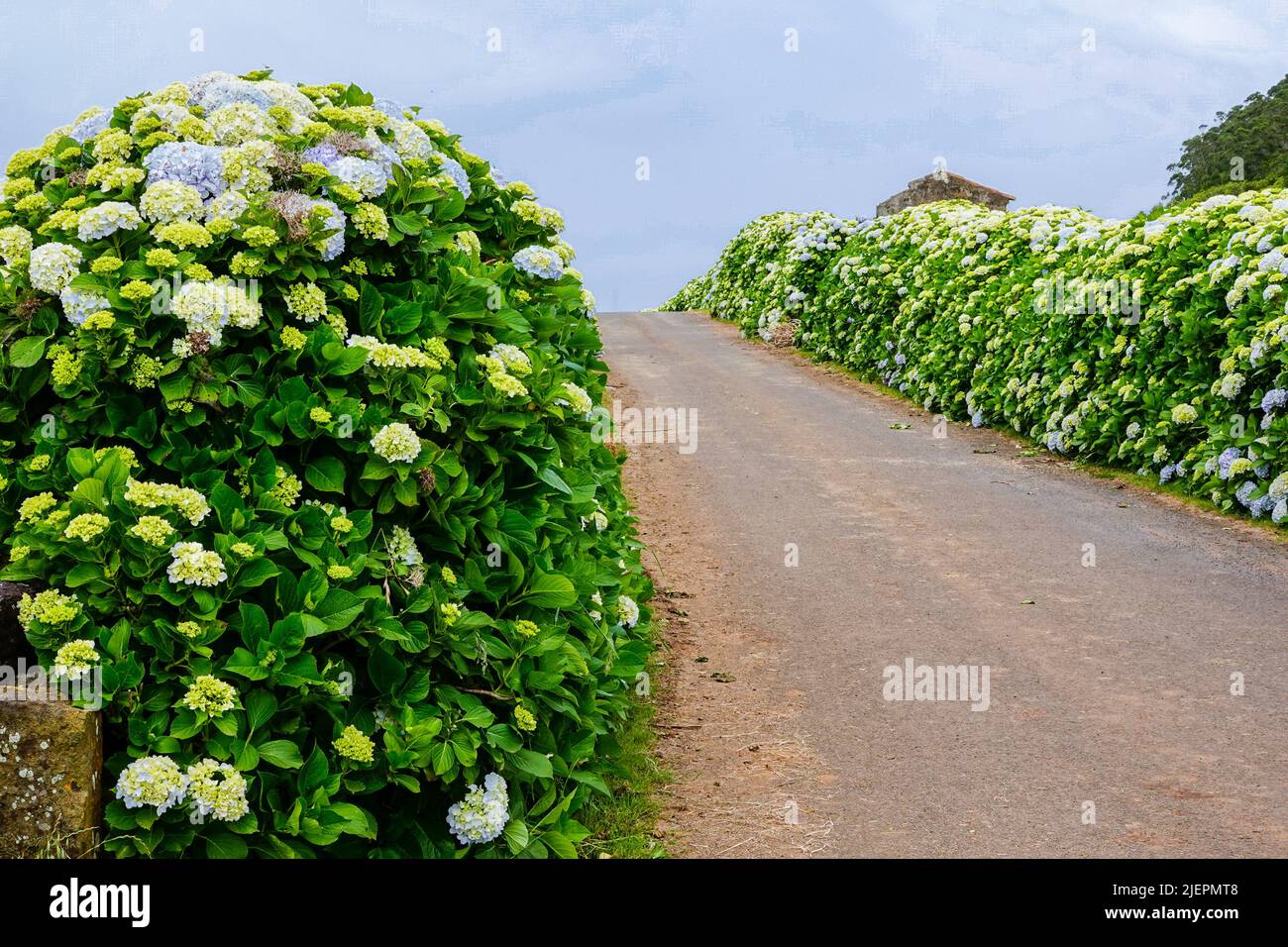 A country road framed by Hydrangea flowers near Agualva, Terceira ...