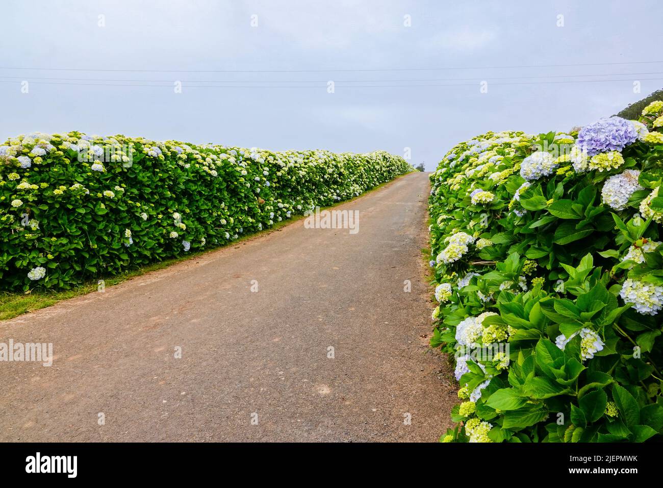 A country road framed by Hydrangea flowers near Agualva, Terceira ...