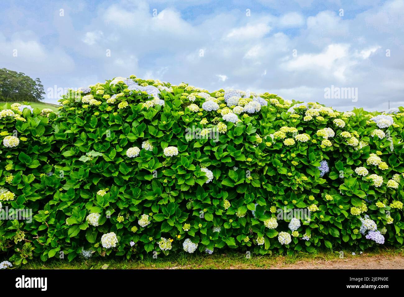Giant Hydrangea flowers line a country road near Agualva, Terceira ...
