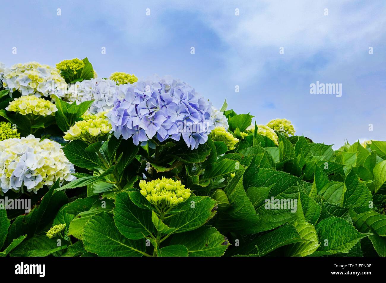 Giant Hydrangea flowers line a country road near Agualva, Terceira ...