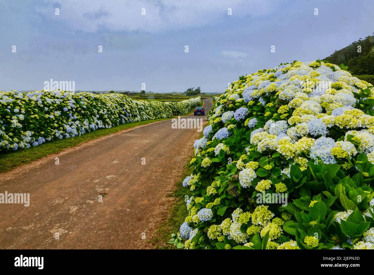 A car passes through a country road lined by Hydrangea flowers near ...