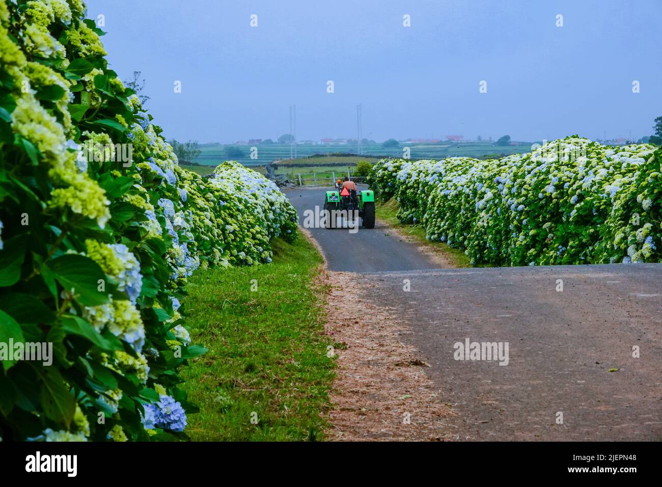 Azores hydrangea farm hi-res stock photography and images - Alamy