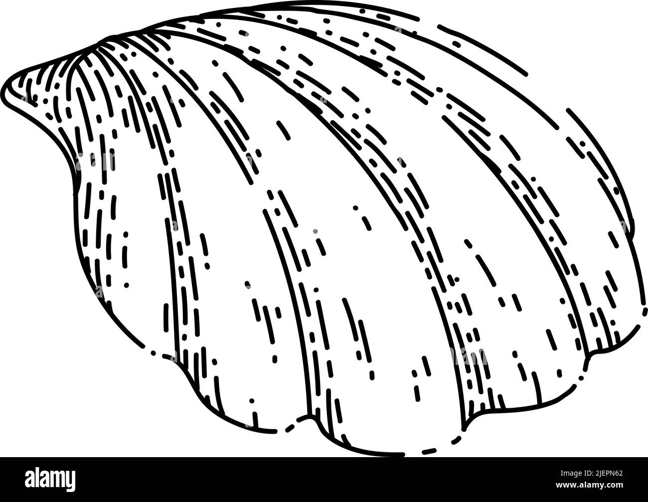 shell sea sketch hand drawn vector Stock Vector Image & Art - Alamy