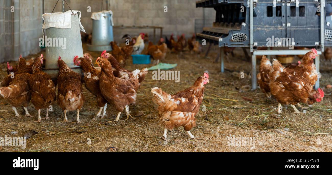 View of chickens in farm poultry house equipped with grain feeding ...