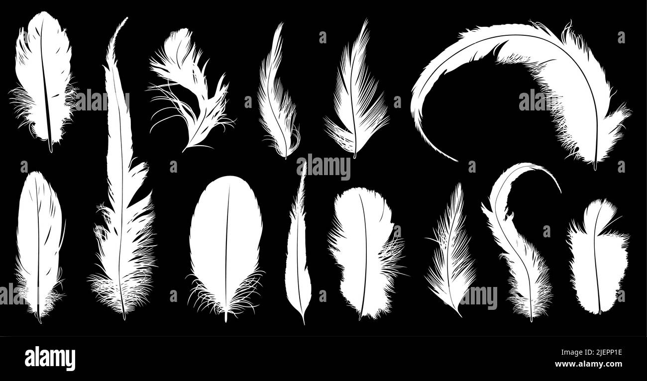 Illustration of different feathers on black background Stock Vector ...
