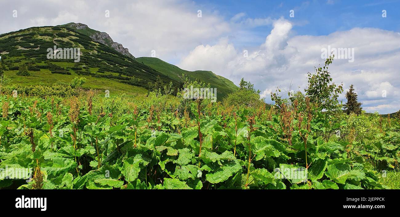 Natural landscape in the foothills of the High Tatras in the north of ...