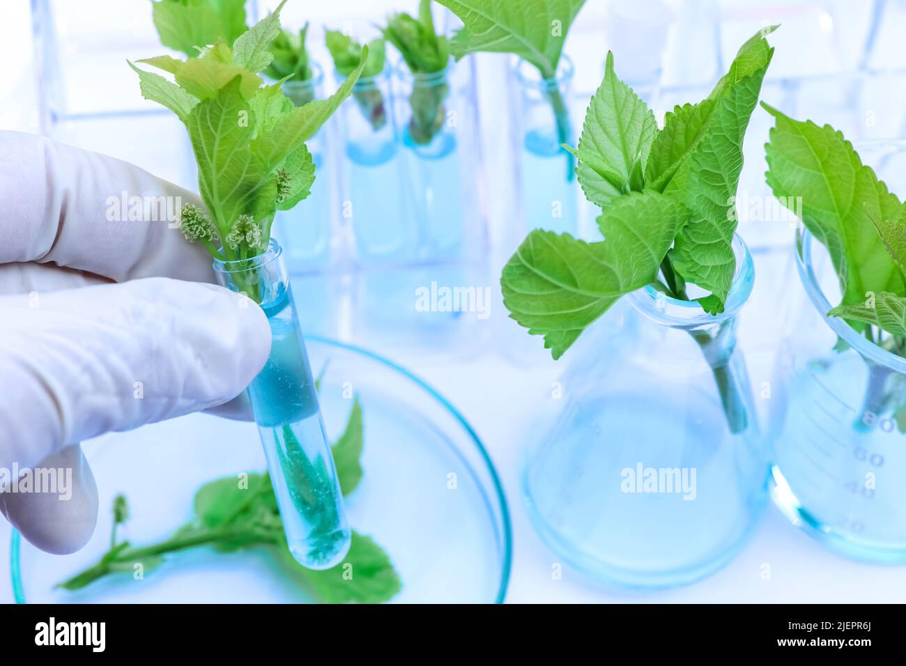 biological experiments in the laboratory, science for health Stock ...