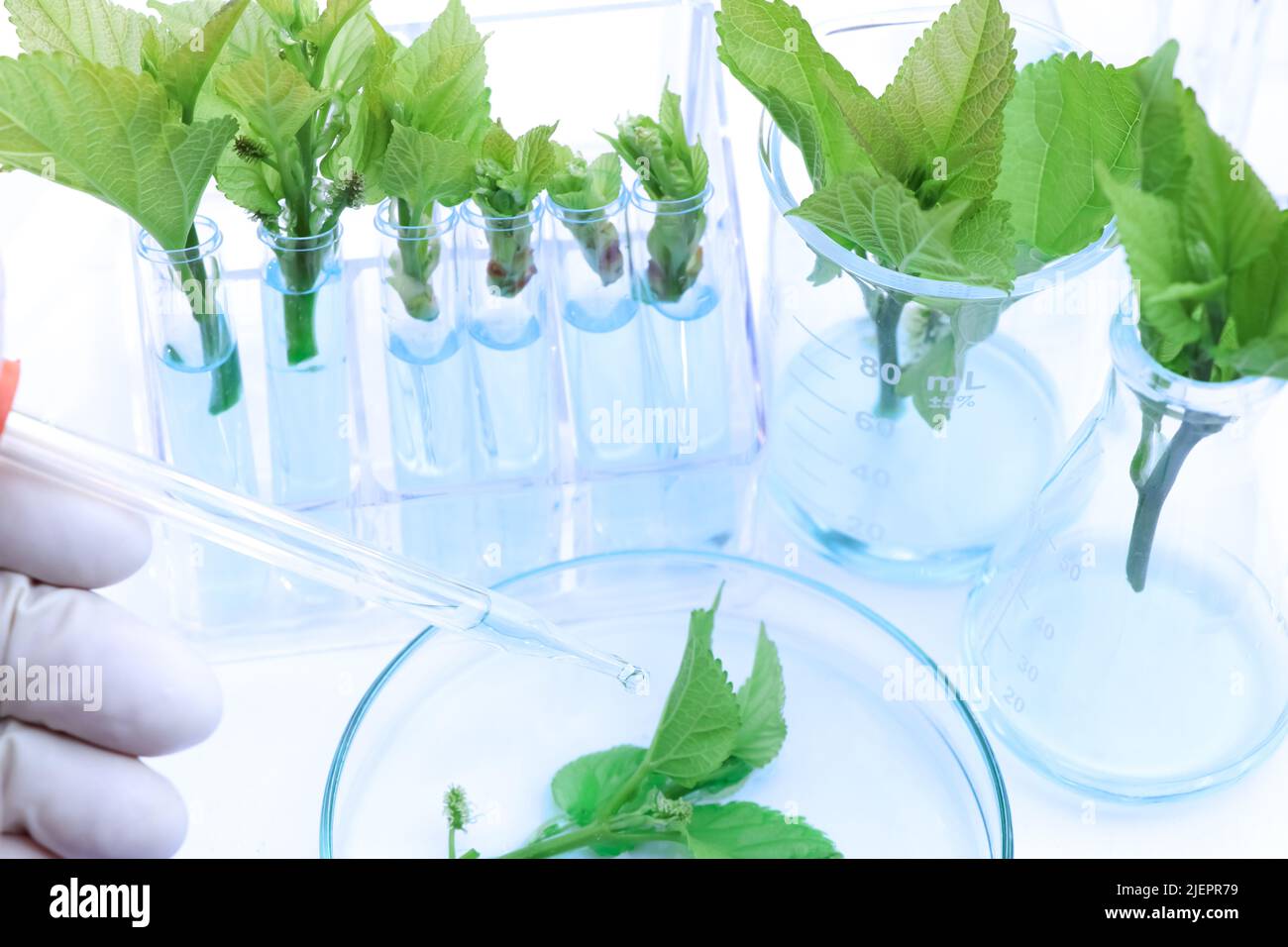 biological experiments in the laboratory, science for health Stock ...