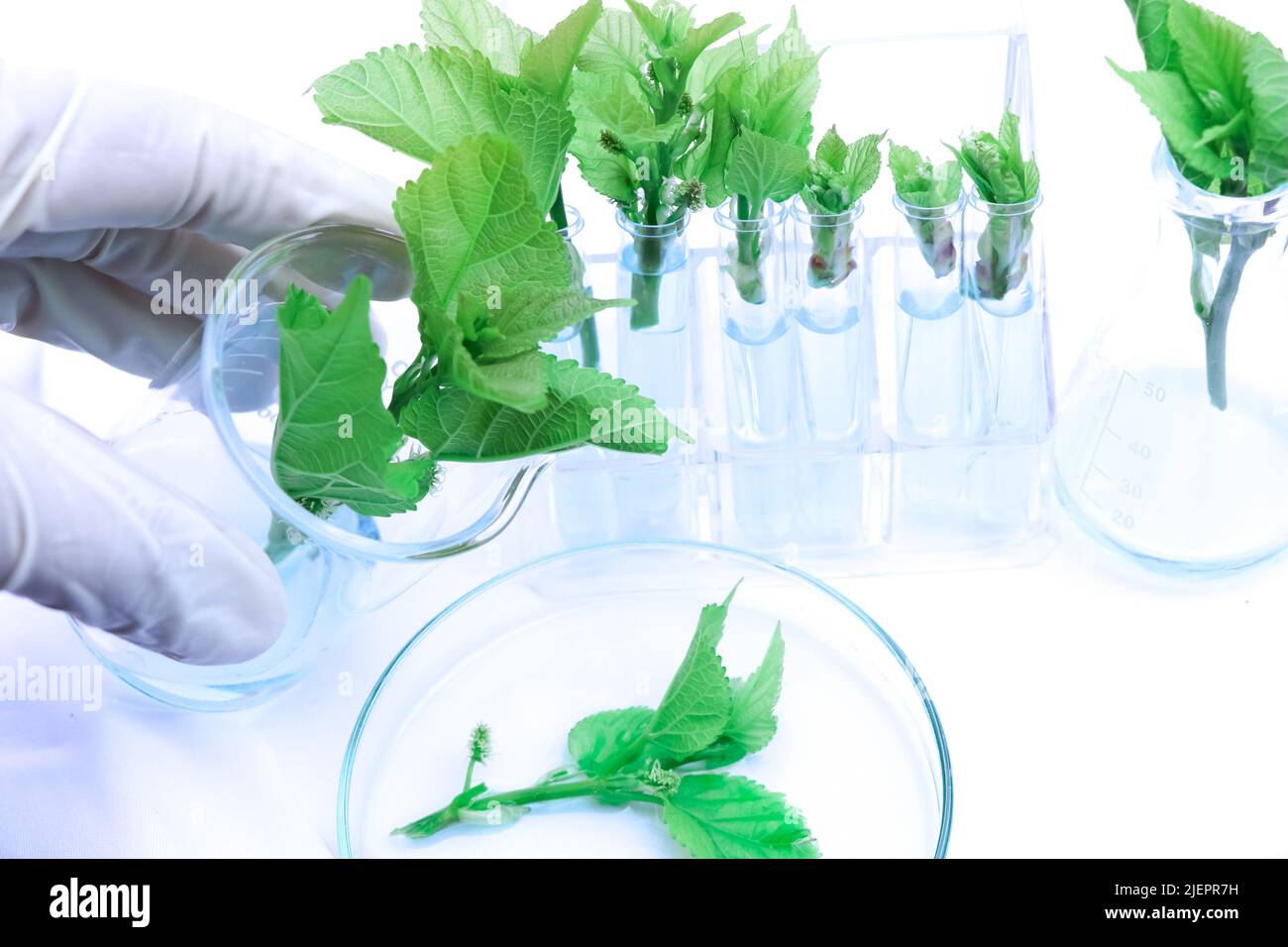 biological experiments in the laboratory, science for health Stock ...