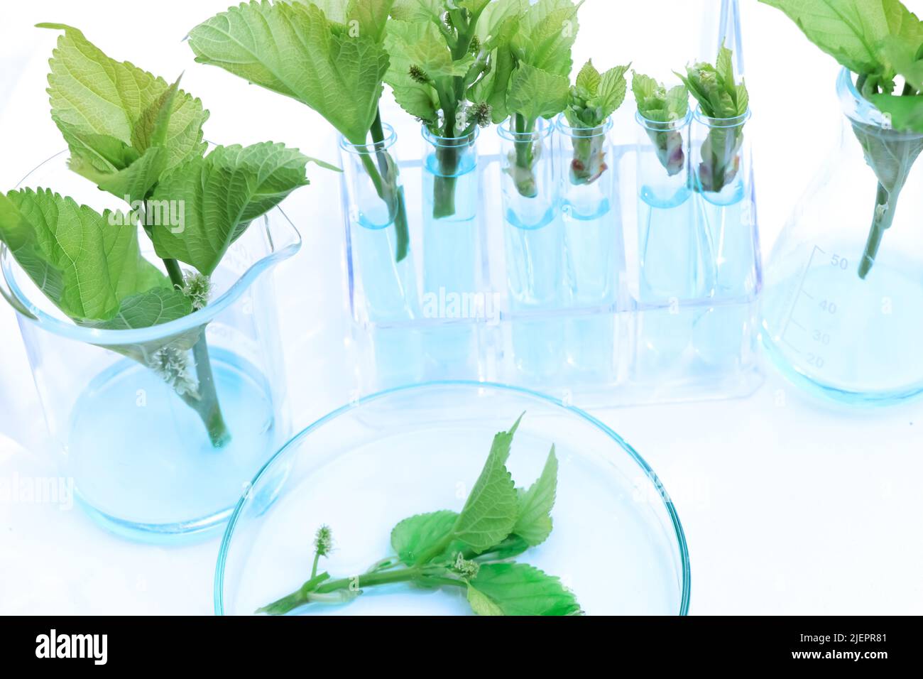 biological experiments in the laboratory, science for health Stock ...