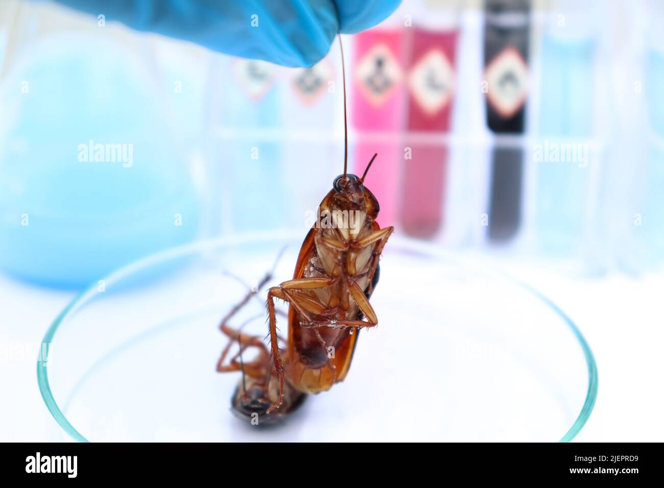 scientific experiments with Cockroach in the laboratory and chemical ...
