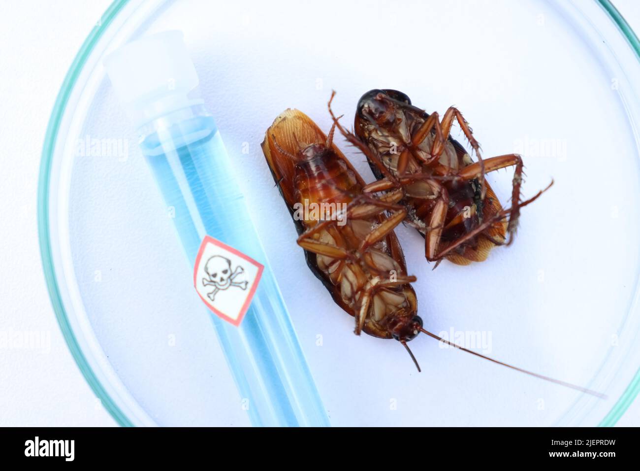 scientific experiments with Cockroach in the laboratory and chemical ...