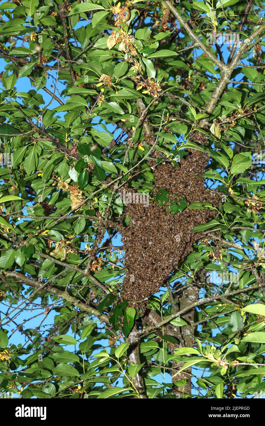 Photo swarming bees. A large swarm of bees flew on a tree. Capture of a ...