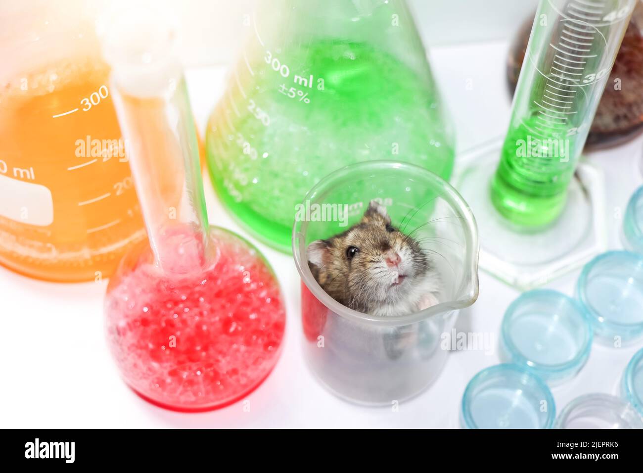 rats in the science lab and chemical glass Stock Photo - Alamy
