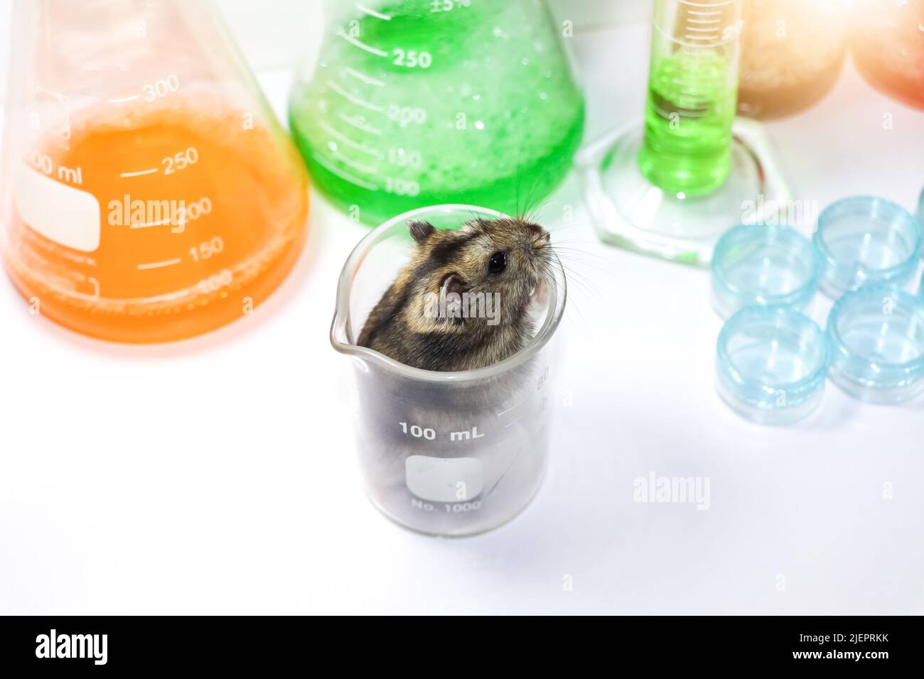 rats in the science lab and chemical glass Stock Photo - Alamy
