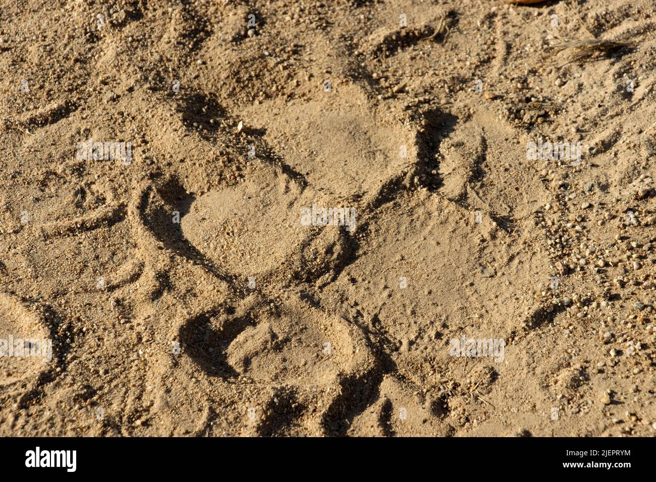 The distinctive, four-toed footprint of the Hippopotamus. Each night ...