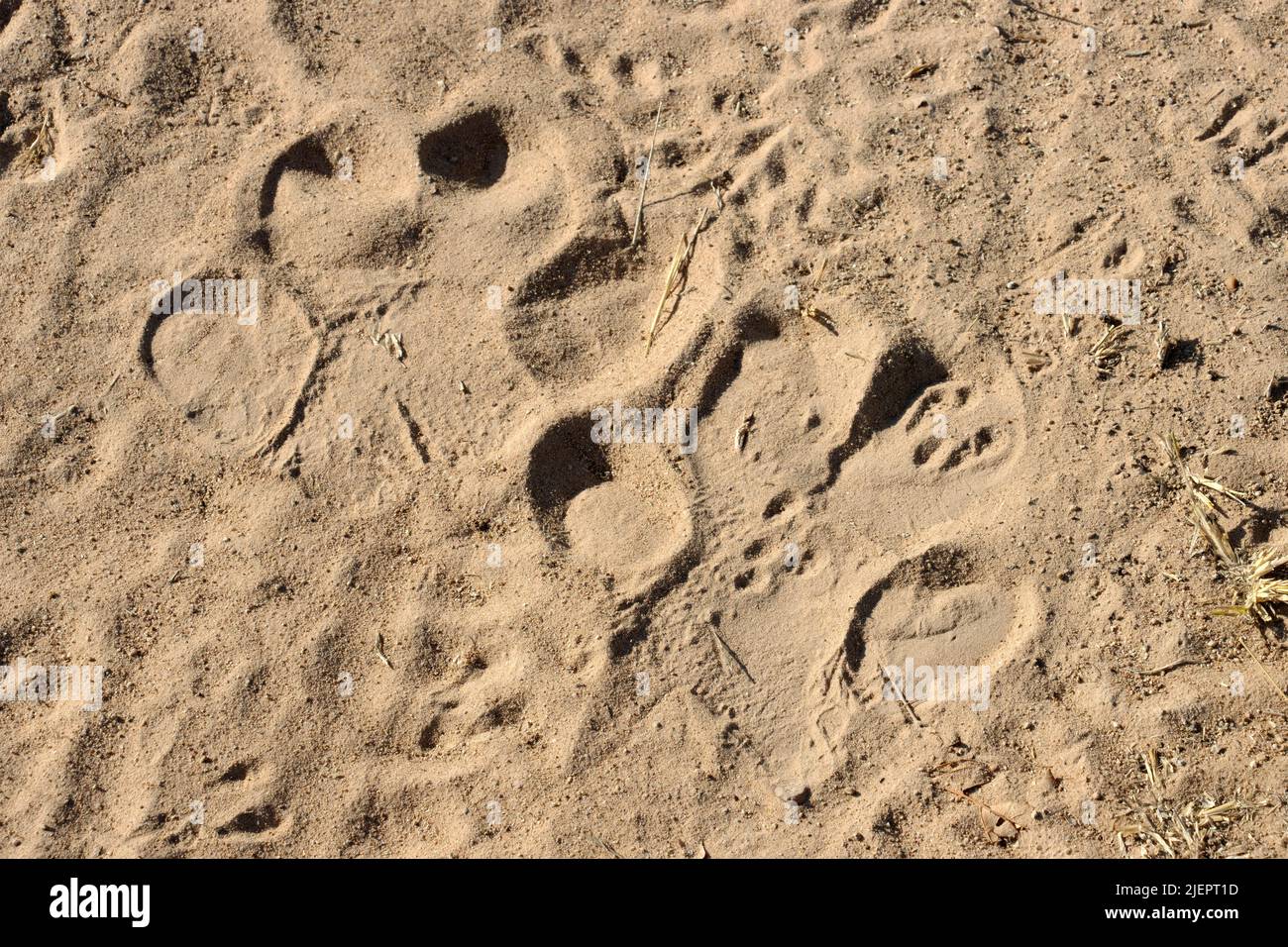 Whippomorphia hi-res stock photography and images - Alamy