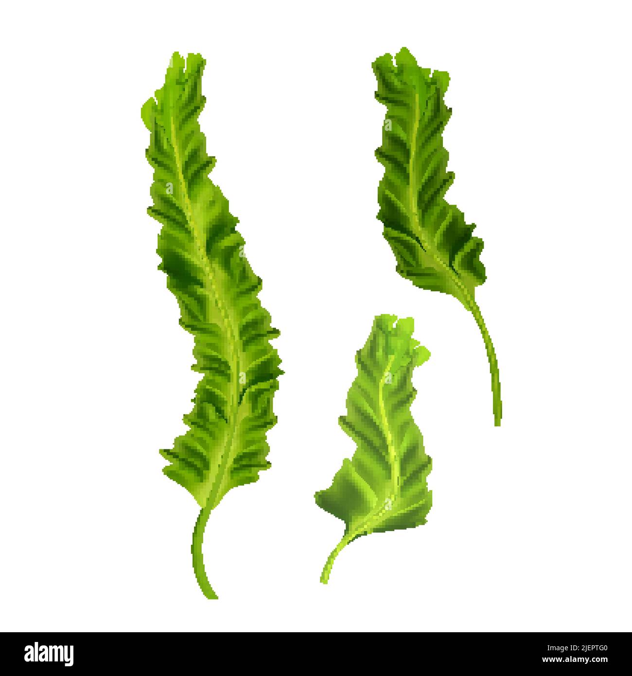 Seaweed Algae Aquarium Natural Plant Set Vector Stock Vector Image & Art - Alamy