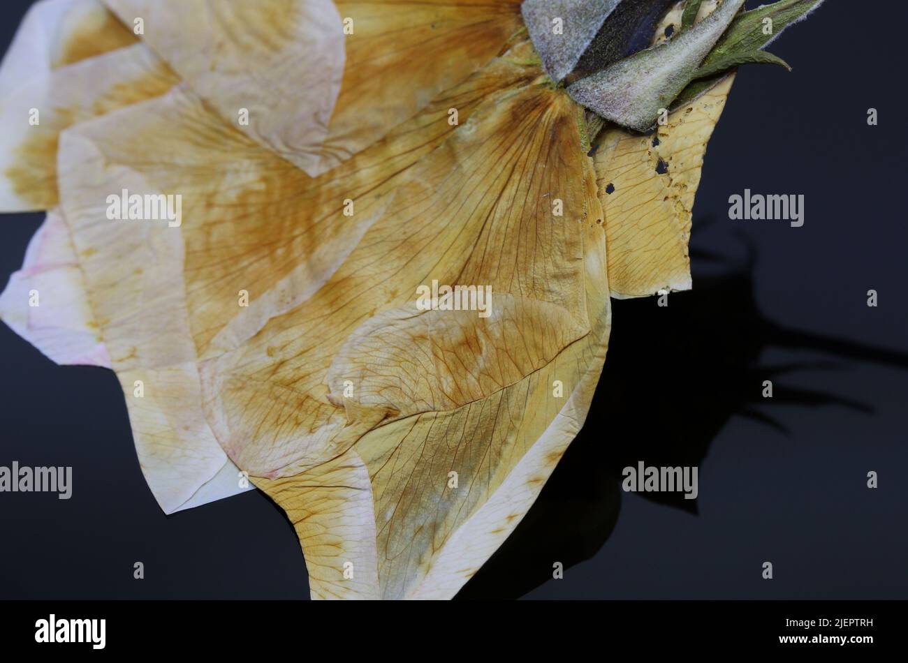 Dried out maple leaf hi-res stock photography and images - Alamy