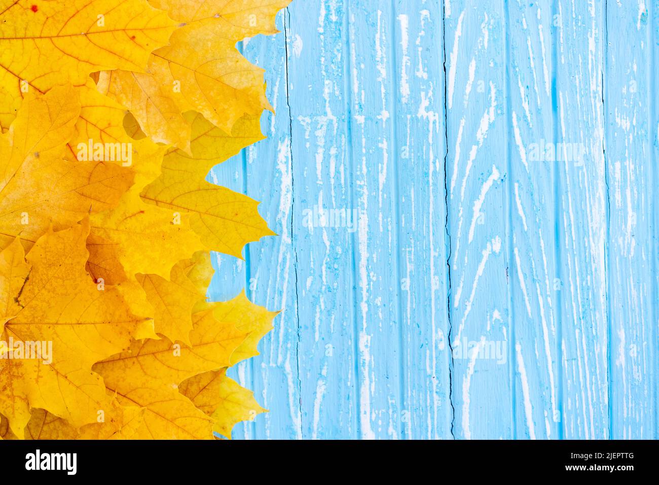 One Fall Leaf Background