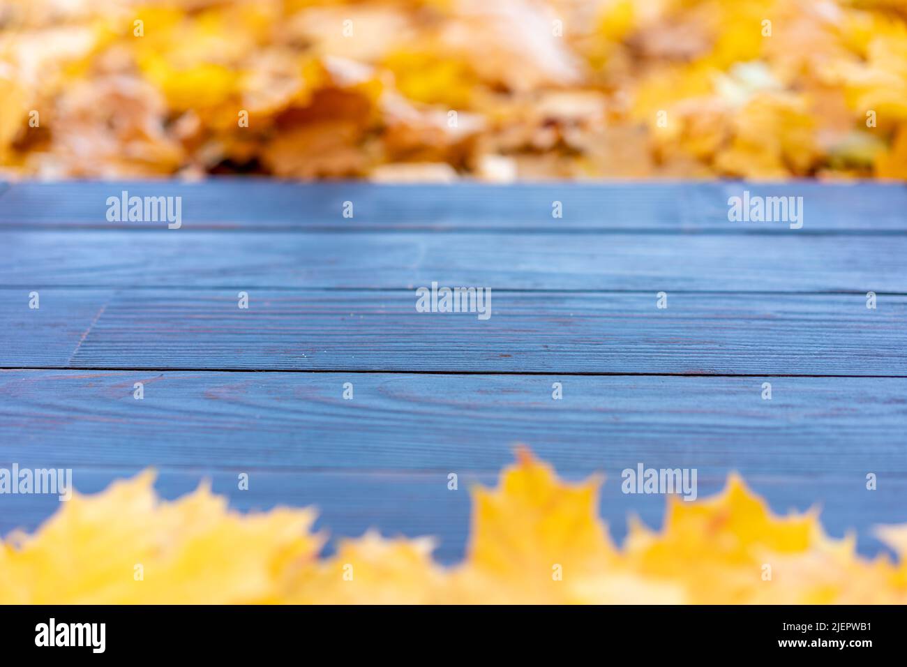 Empty wooden table nature bokeh background with autumn yellow maple ...