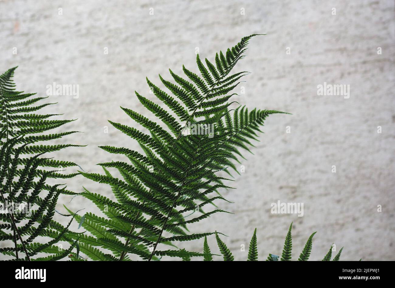 Fern classification hi-res stock photography and images - Alamy
