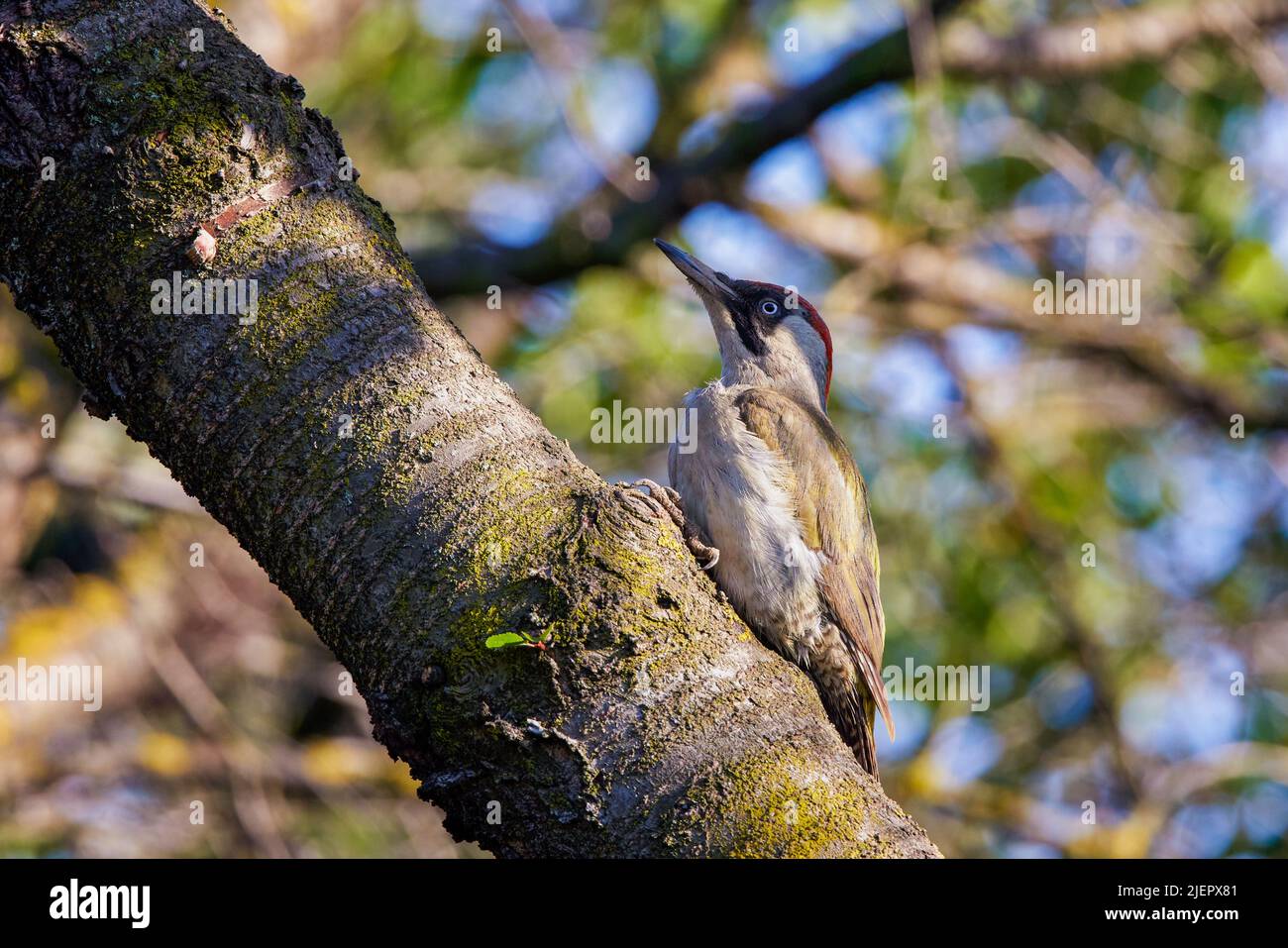 a green woodpecker (Picus Viridis) perched high on the side of a tree ...