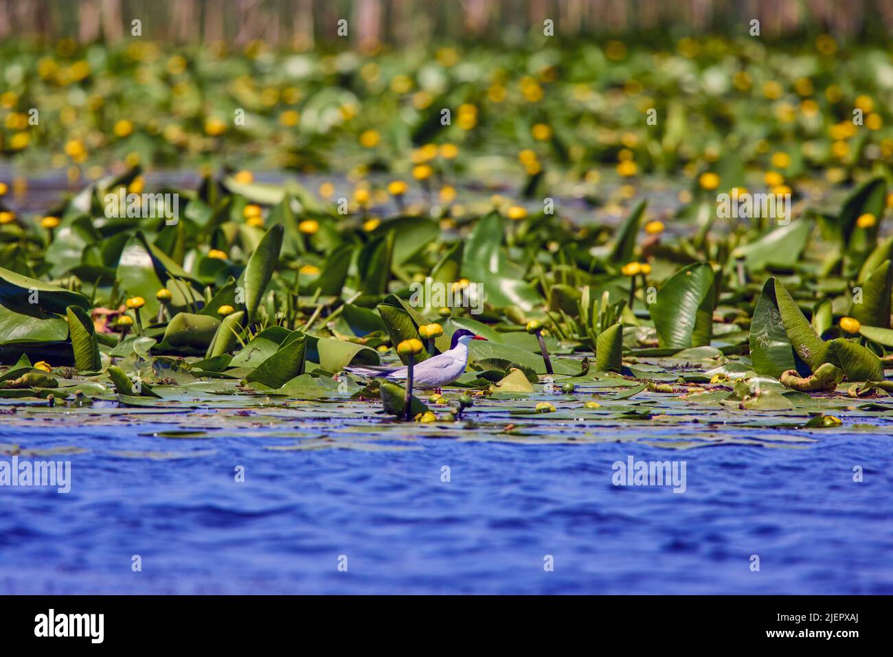 Danube danube delta photos hi-res stock photography and images - Alamy